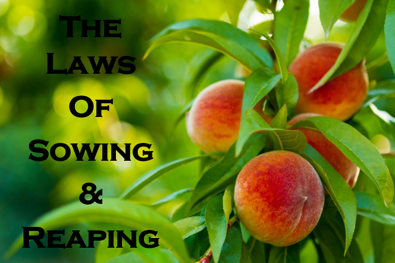 Laws of Sowing and Reaping – Glorified Fitness Inc